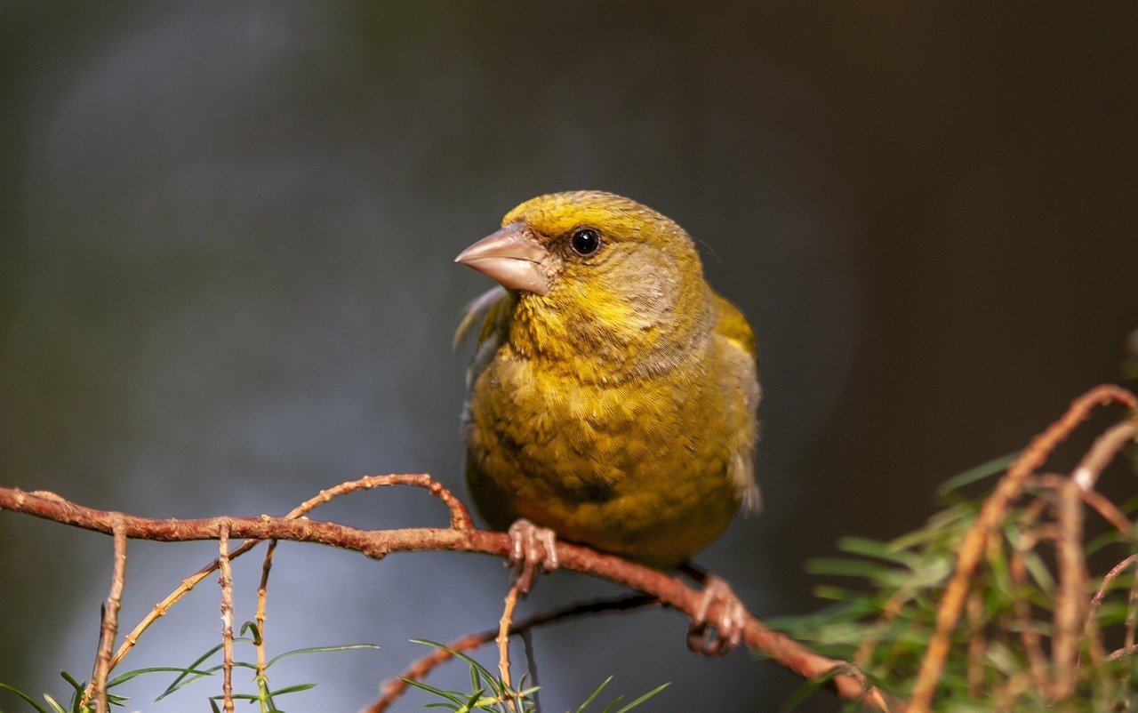 How to use technology to contribute to bird protection - Norvis Electronic